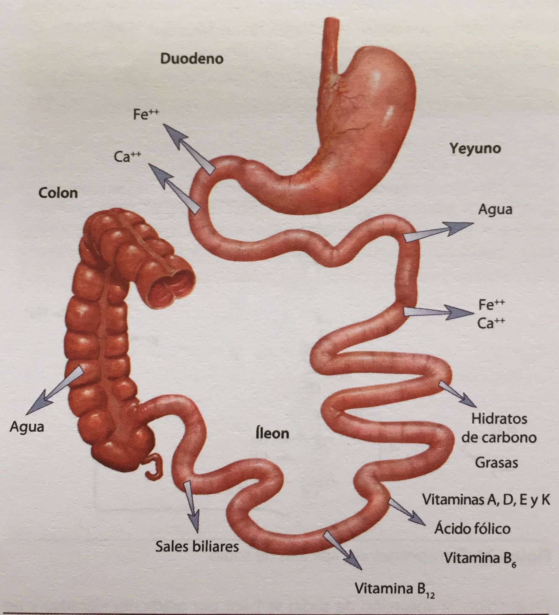 Evaluación De La Absorción Y Metabolismo Intestinal – NQETJ