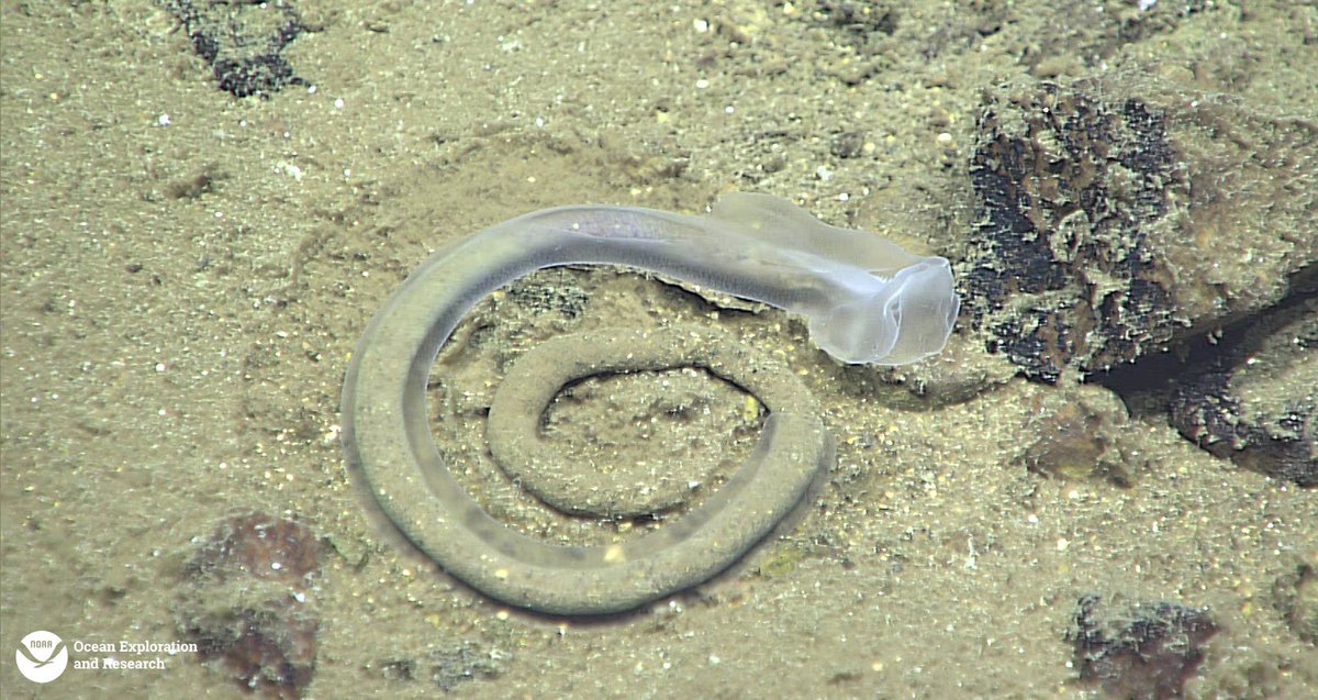 Acorn worm seen in Sirena Deep, near one of deepest spots in Mariana ...