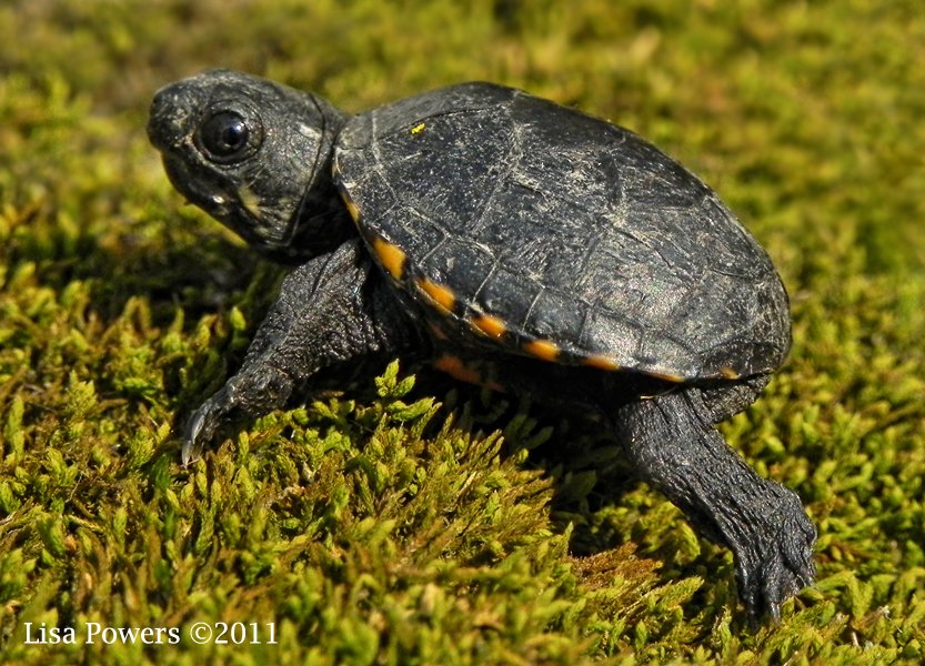 Baby Mud Turtle