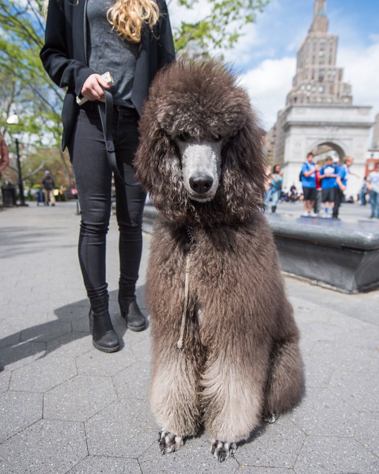 Russian Poodle