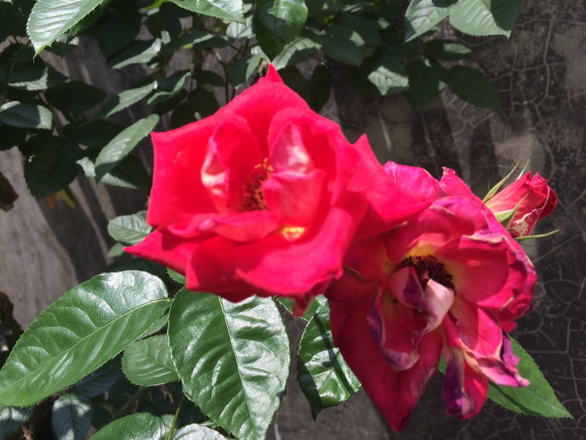 Flamesky Dexive (@FlameskyDexive) | Twitter