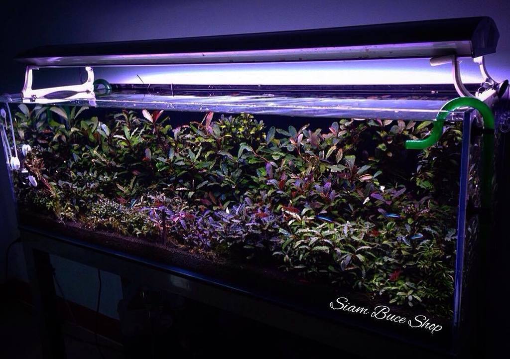 How much to budget for a 60gal Bucephalandra tank? : r/PlantedTank
