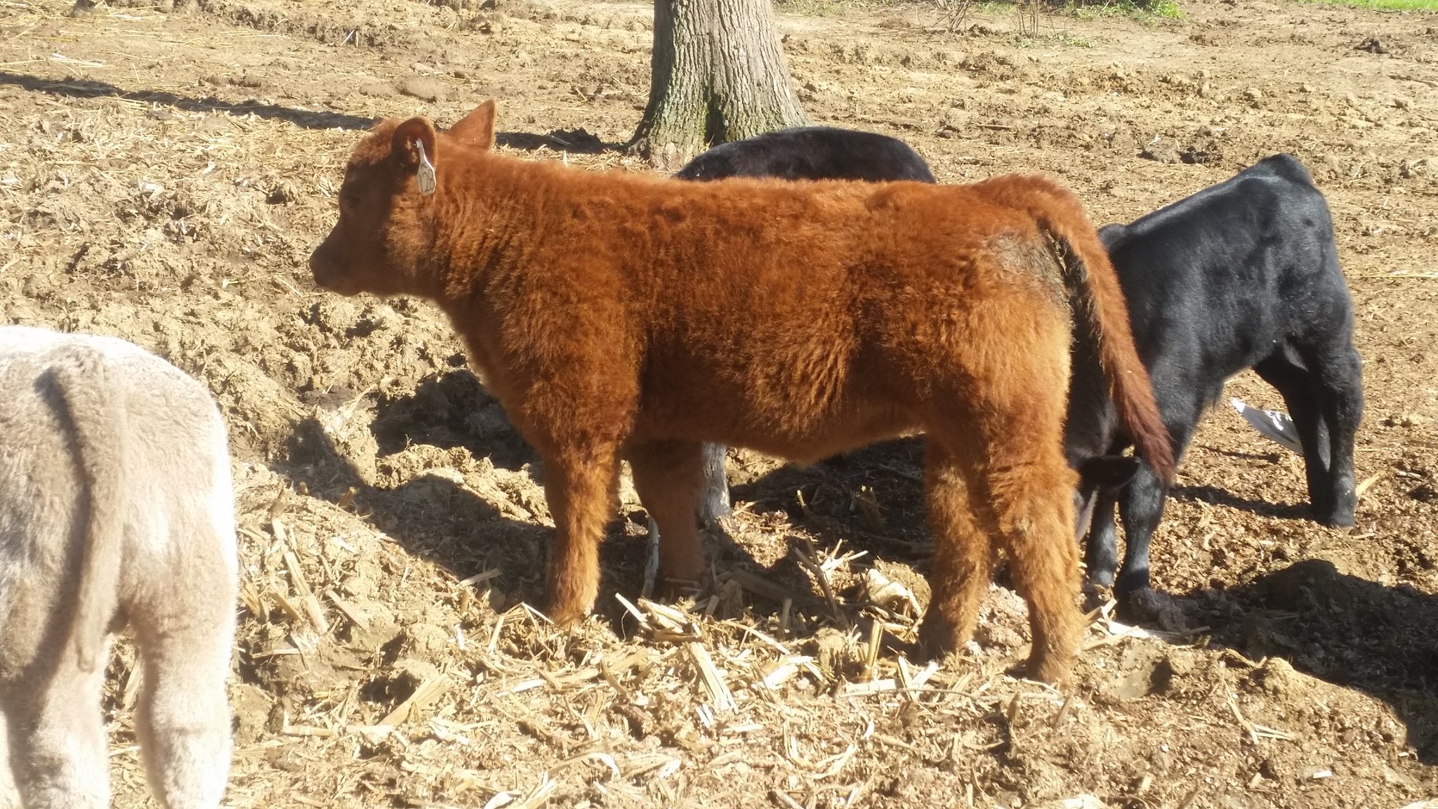 RCC Blog: From Alex Wilkerson - Fu Man Chu × JPJ Heifer