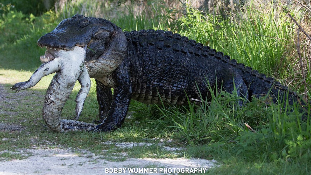 Massive alligator devours smaller gator in Florida | WUSA9 | Scoopnest