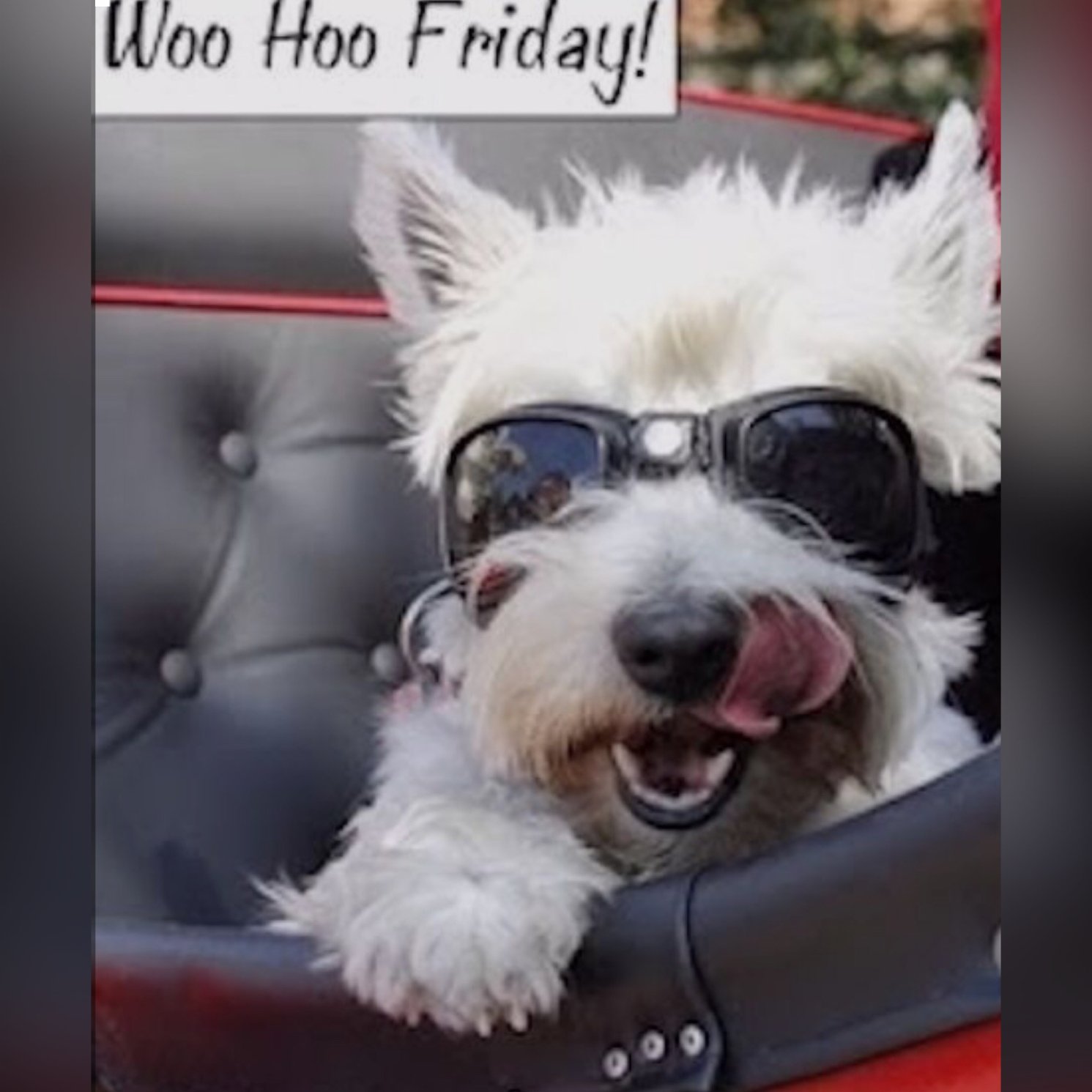 Its Friday Animal Images