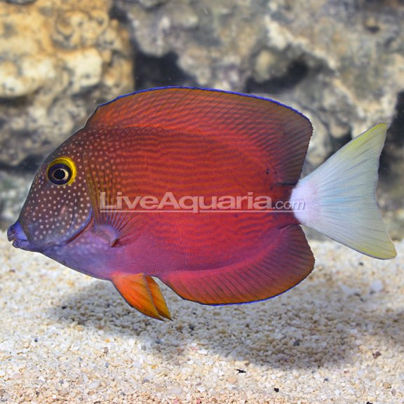Whitetail Bristletooth Tang