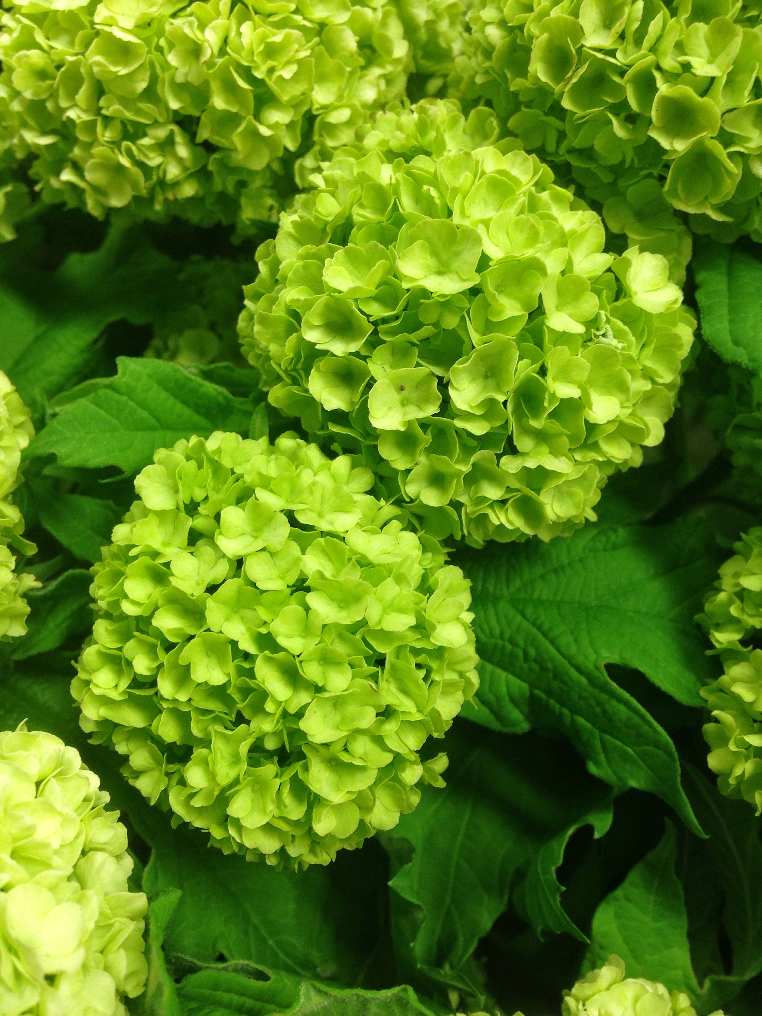 Green Viburnum