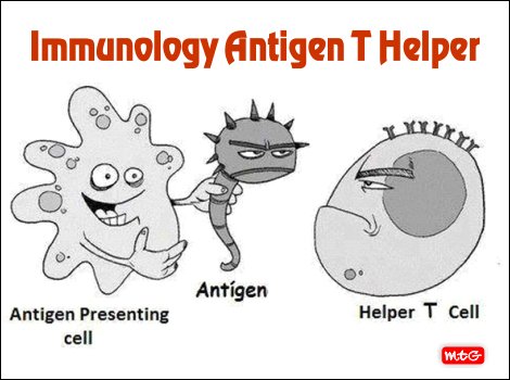 Antigen Presenting Cells Animation