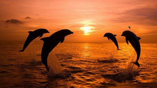 Two Real Dolphins Making A Heart