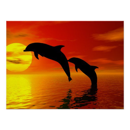 Dolphins Jumping Making A Heart