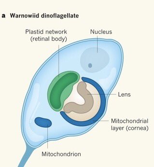 Dinoflagellates Structure