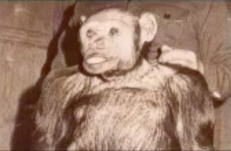 Oliver The Chimp