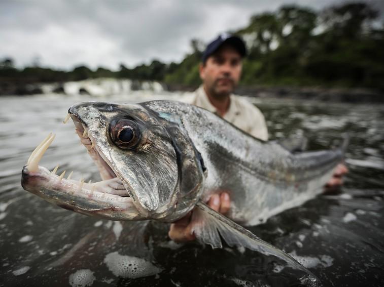 I hope he doesn't bite.. this vampire fish has teeth that can grow up ...