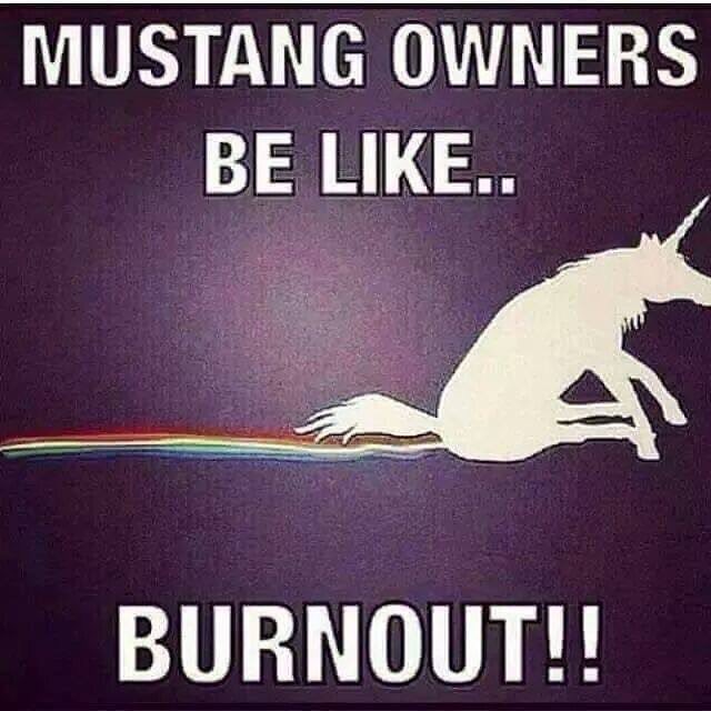 Mustang Owners Memes Douchebag Mustang Owner Of The Week