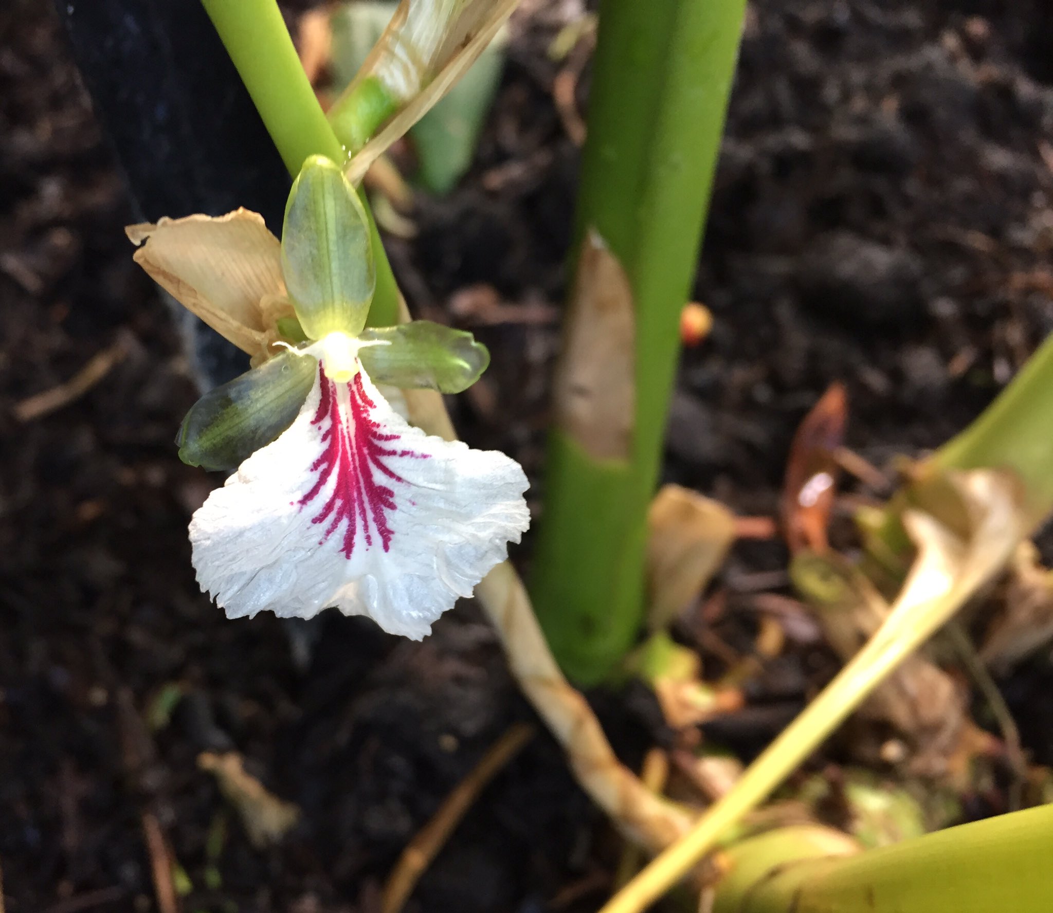 Cardamom Flower