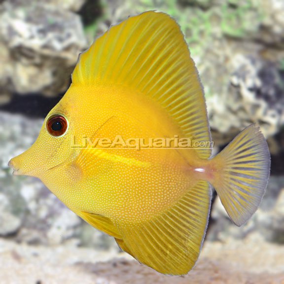 Zebrasoma Scopas Yellow