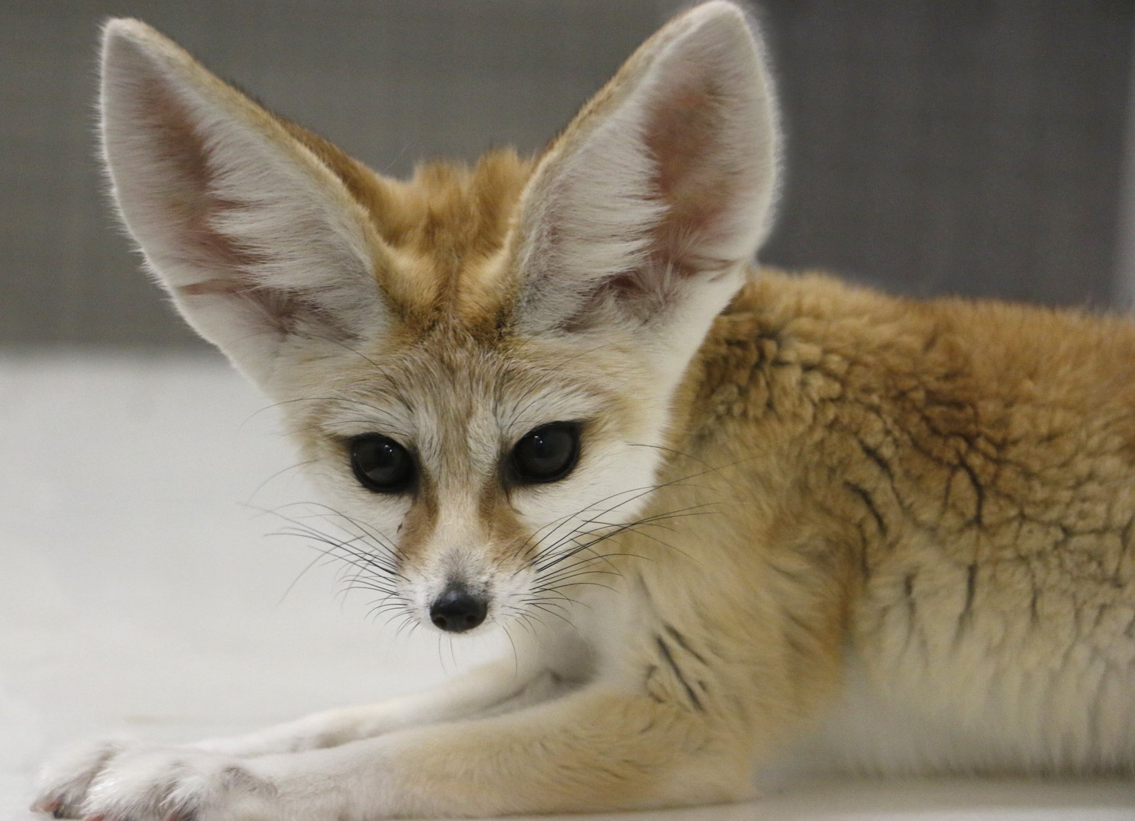 Biggest Fox In The World