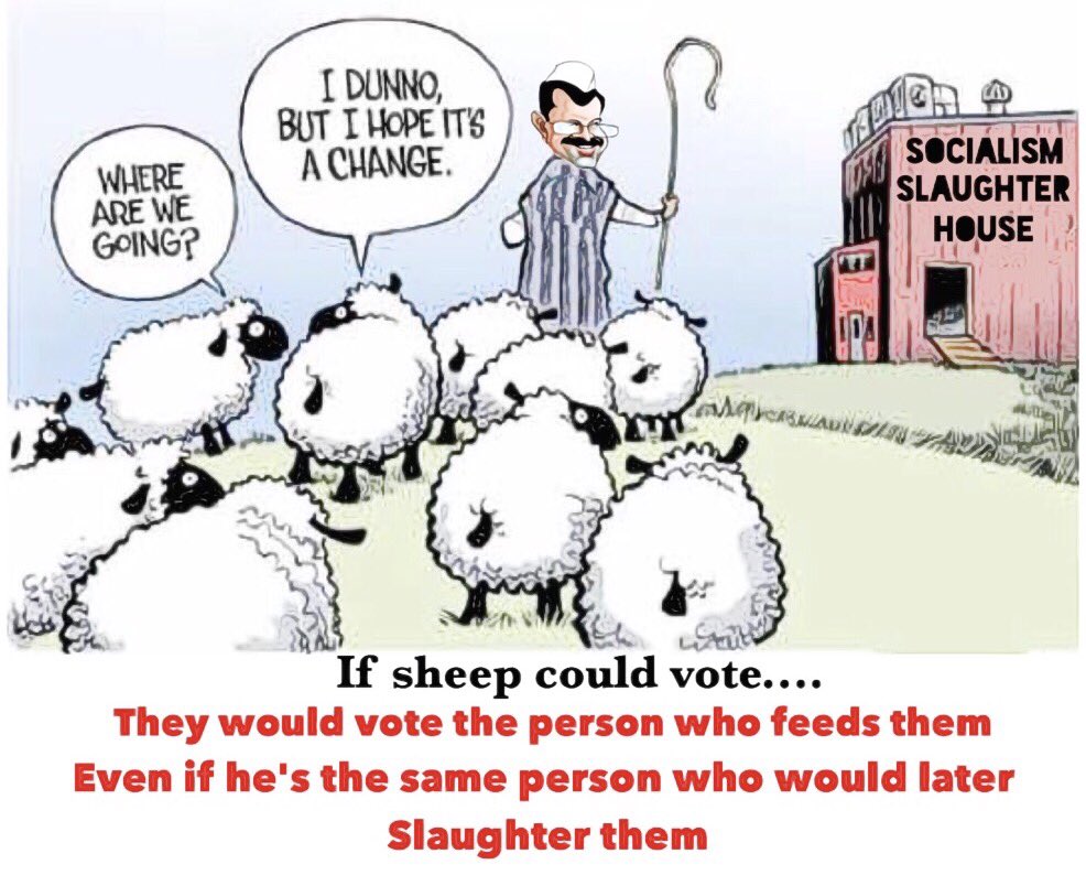 Cartoon Sheep To Slaughter