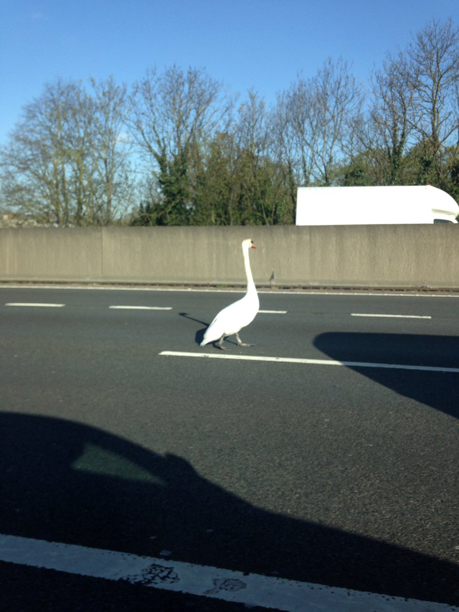 Swan on the loose causing delays on M25 | Meridian - ITV News