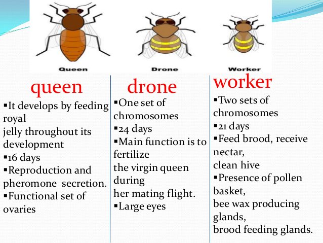 Drone Bee Vs Worker Bee
