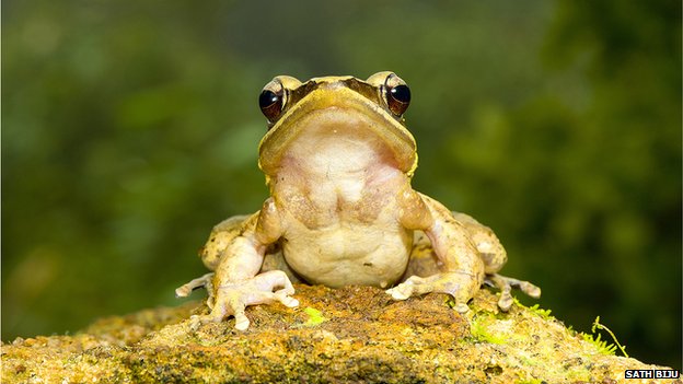 Hear the sounds of India's frogs, as presented by Sath Biju aka "The ...