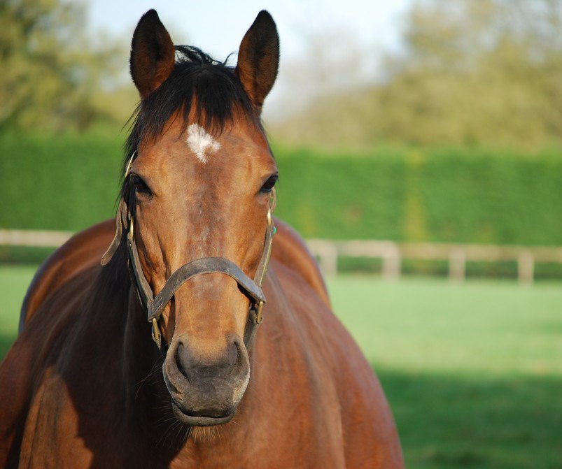 Frankel - Thoroughbred Horse Racing and Breeding Forums - Page 2