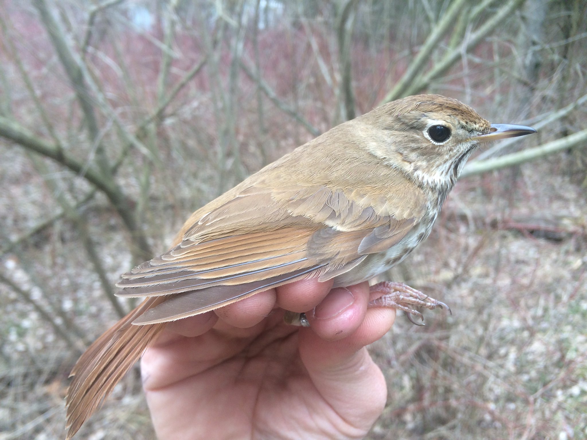 Thrush Bird The Hobbit