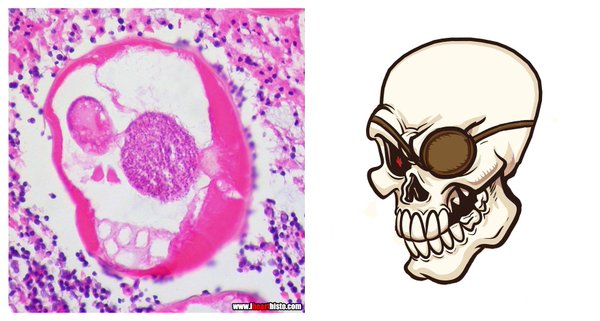 Histology Humor