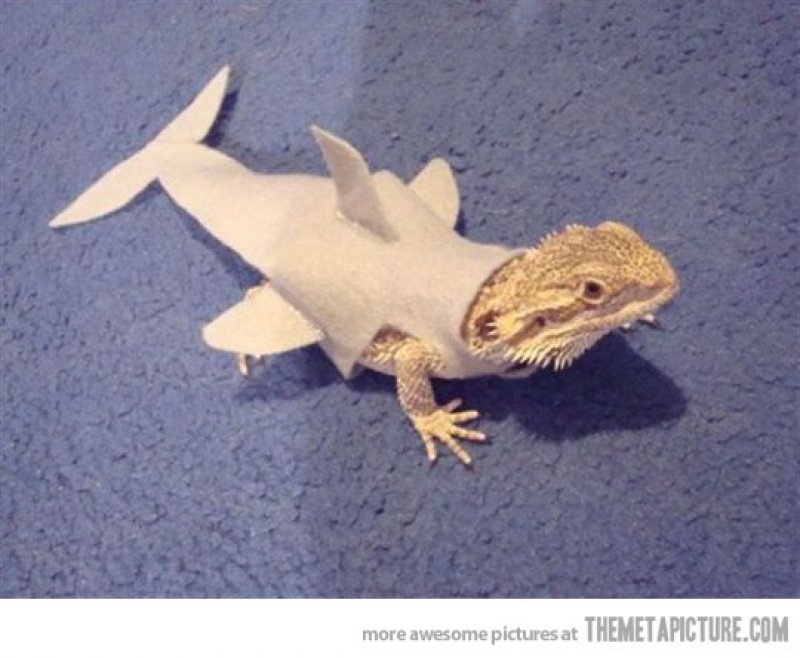 Funny Lizards Pictures
