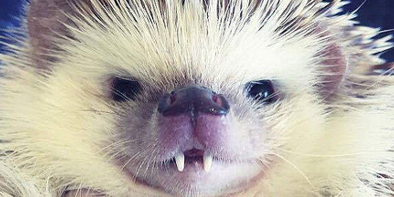 Hedgehog Teeth