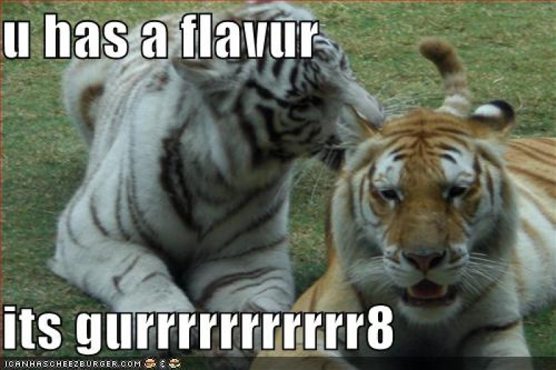 Snow Tiger Memes I Can Has Cheezburger? Tiger Funny Animals Online
