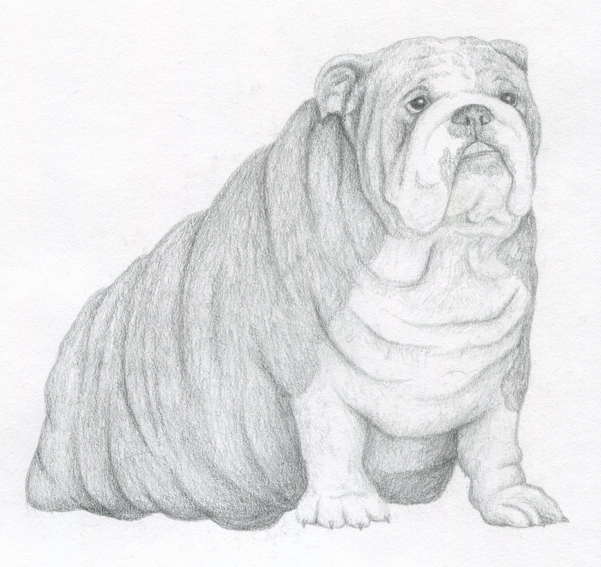 How To Draw A Realistic Bull Dog