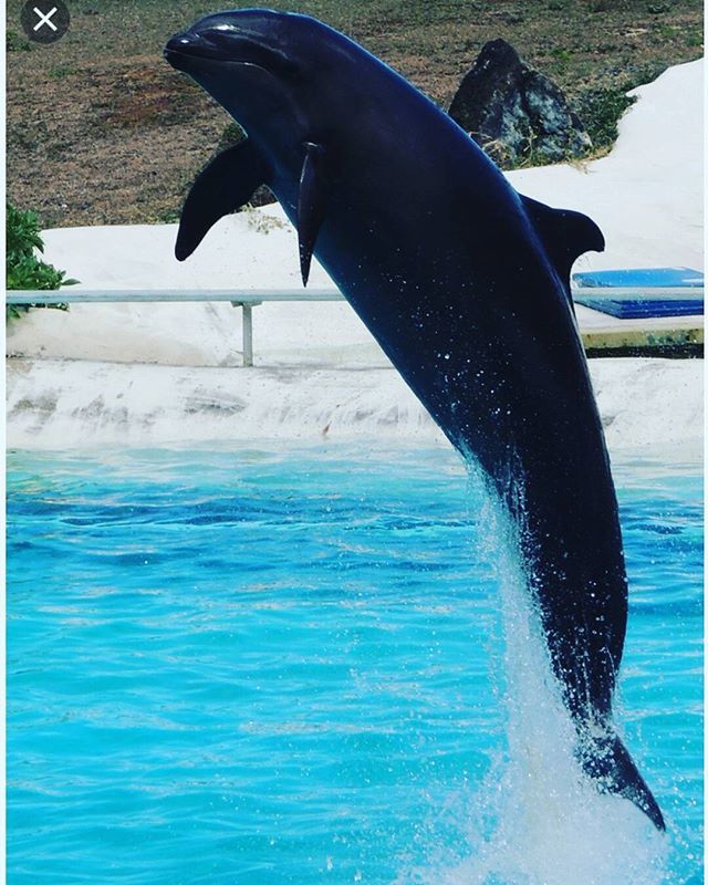 Wholphin - Alchetron, The Free Social Encyclopedia