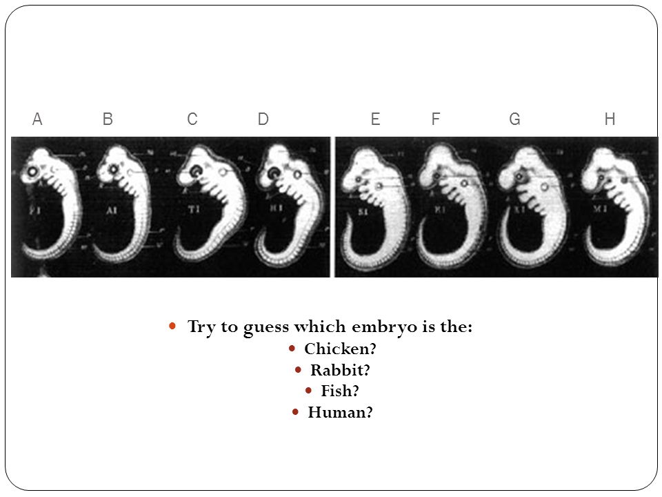 Fish Embryo Vs Human Embryo