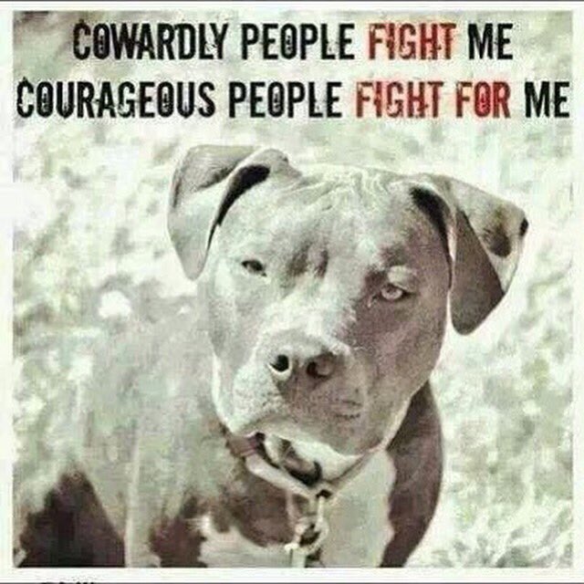 How Can We Stop Dog Fighting