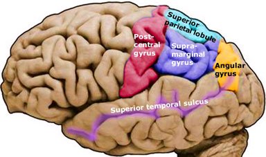 Superior Temporal Sulcus