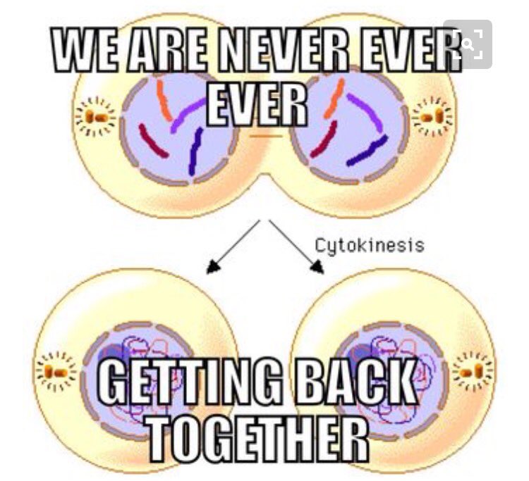 Meiosis Joke