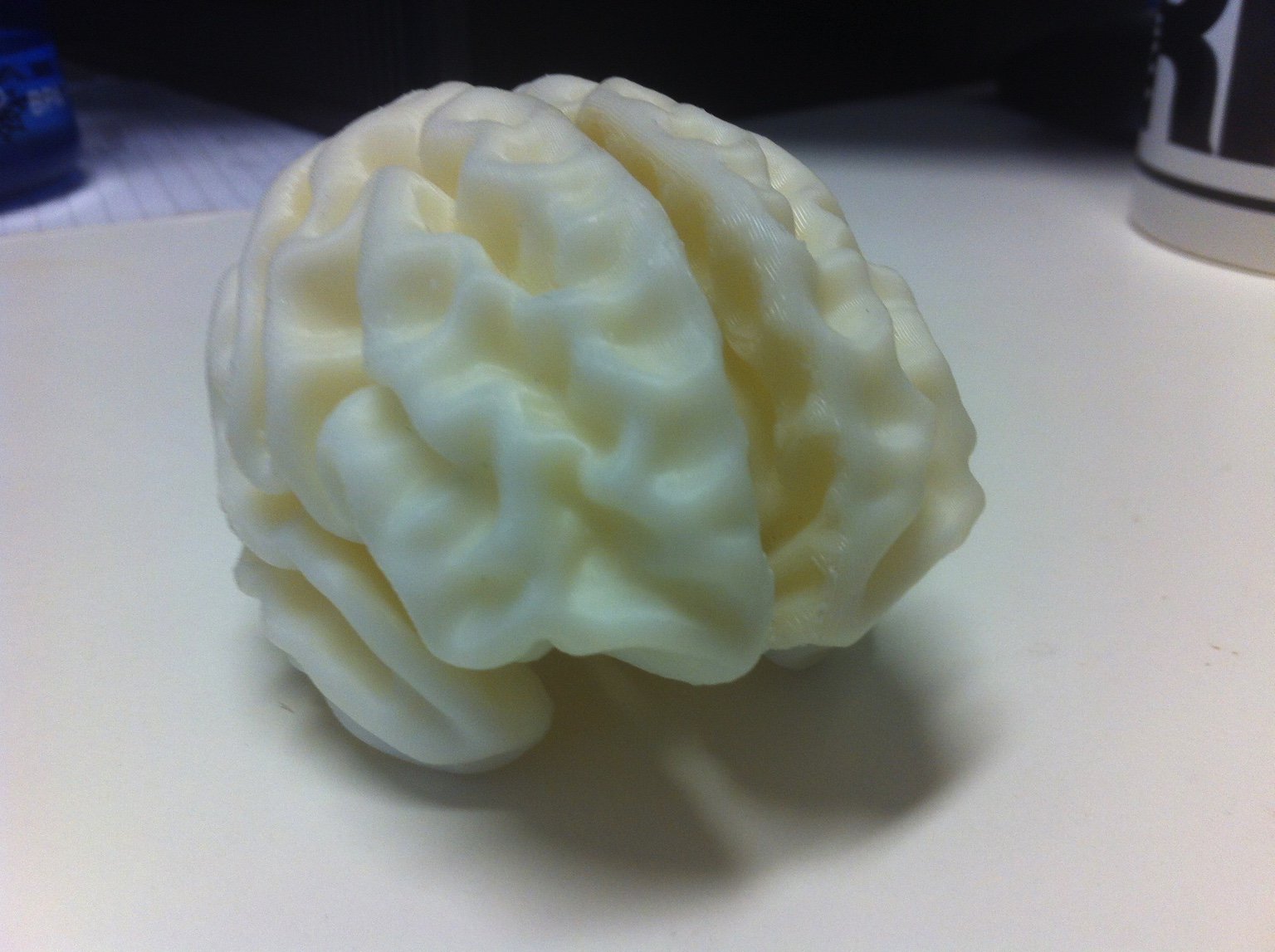 How To Make A Brain Model Out Of Styrofoam