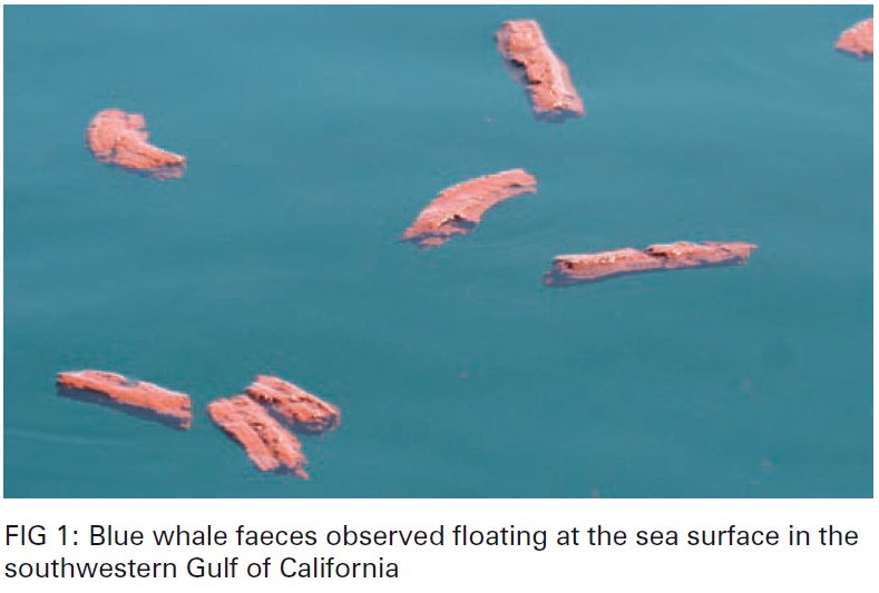 How Do Whales Poop