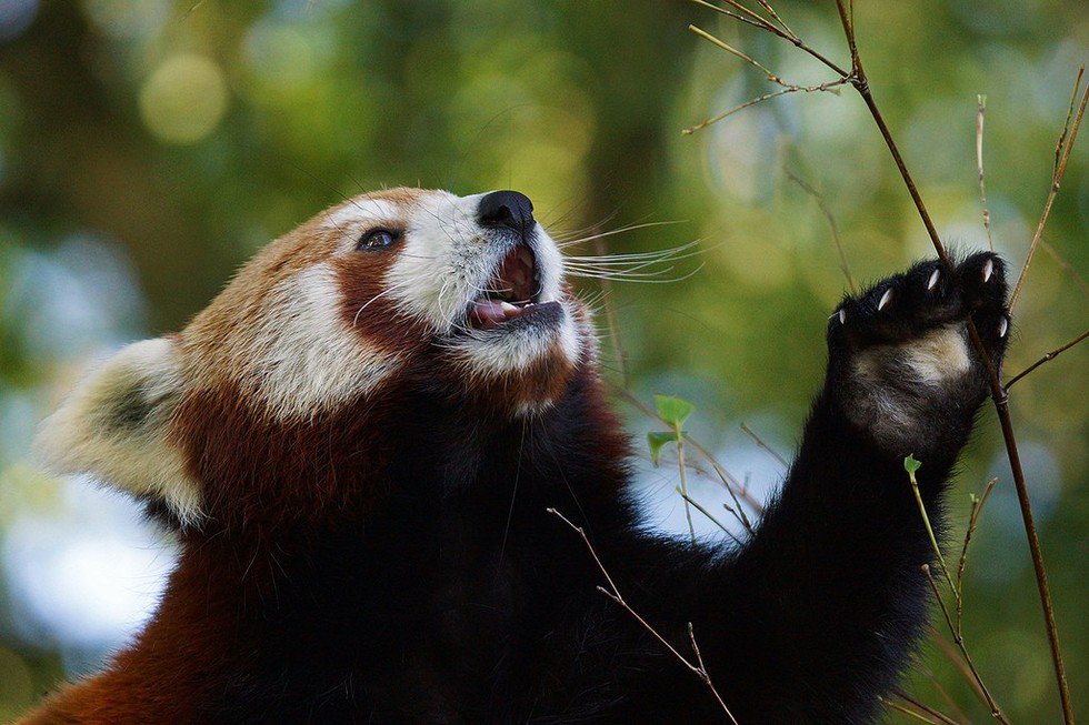 Red Panda Paws