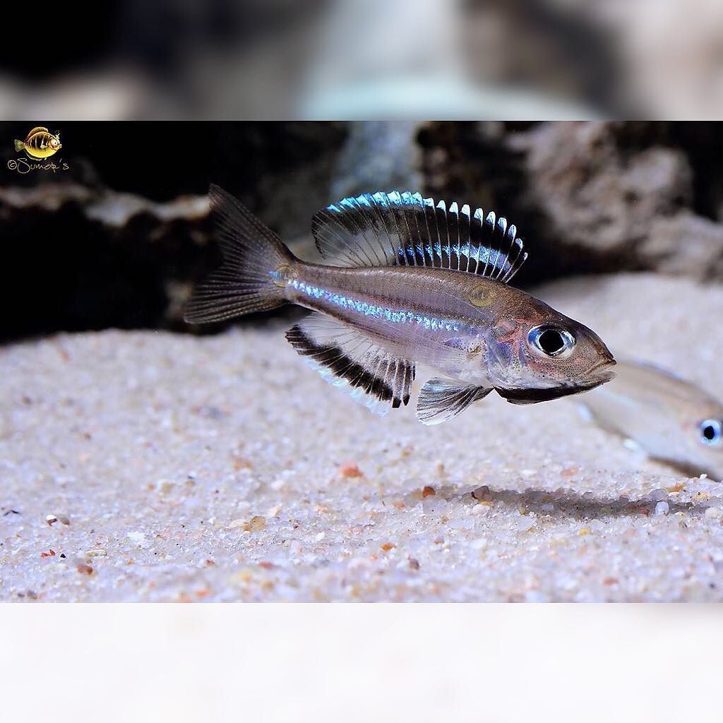 1000+ images about Lake Tanganyikan Cichlids on Pinterest | Cichlids ...