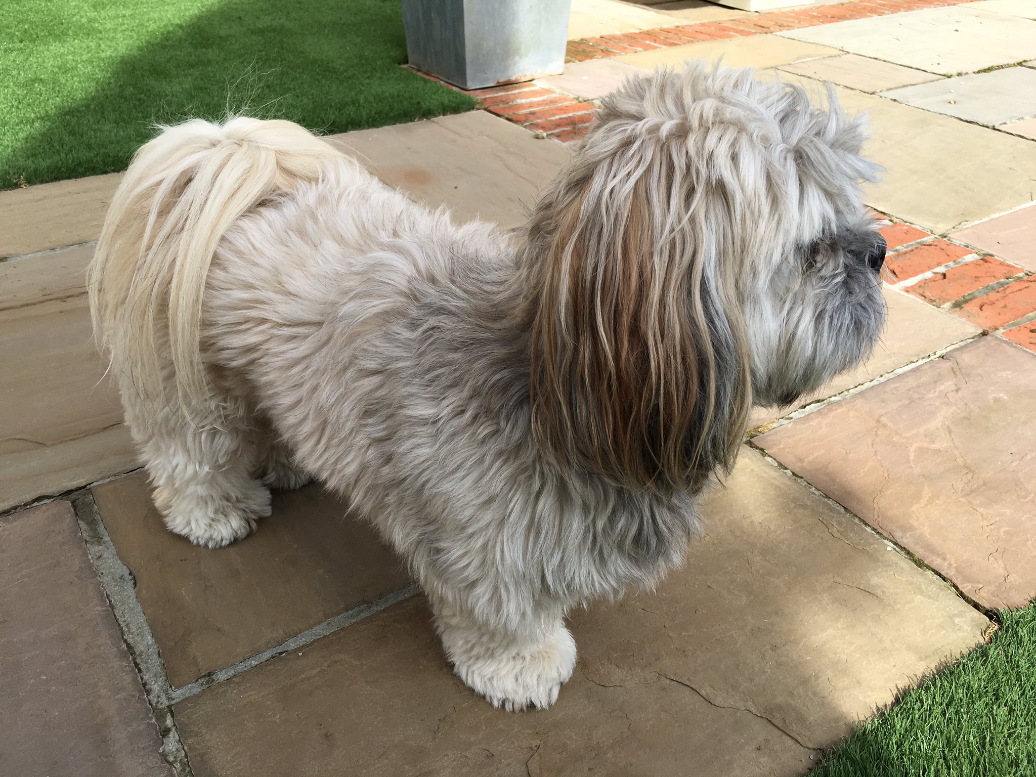 What Kind Is James Martins Dog