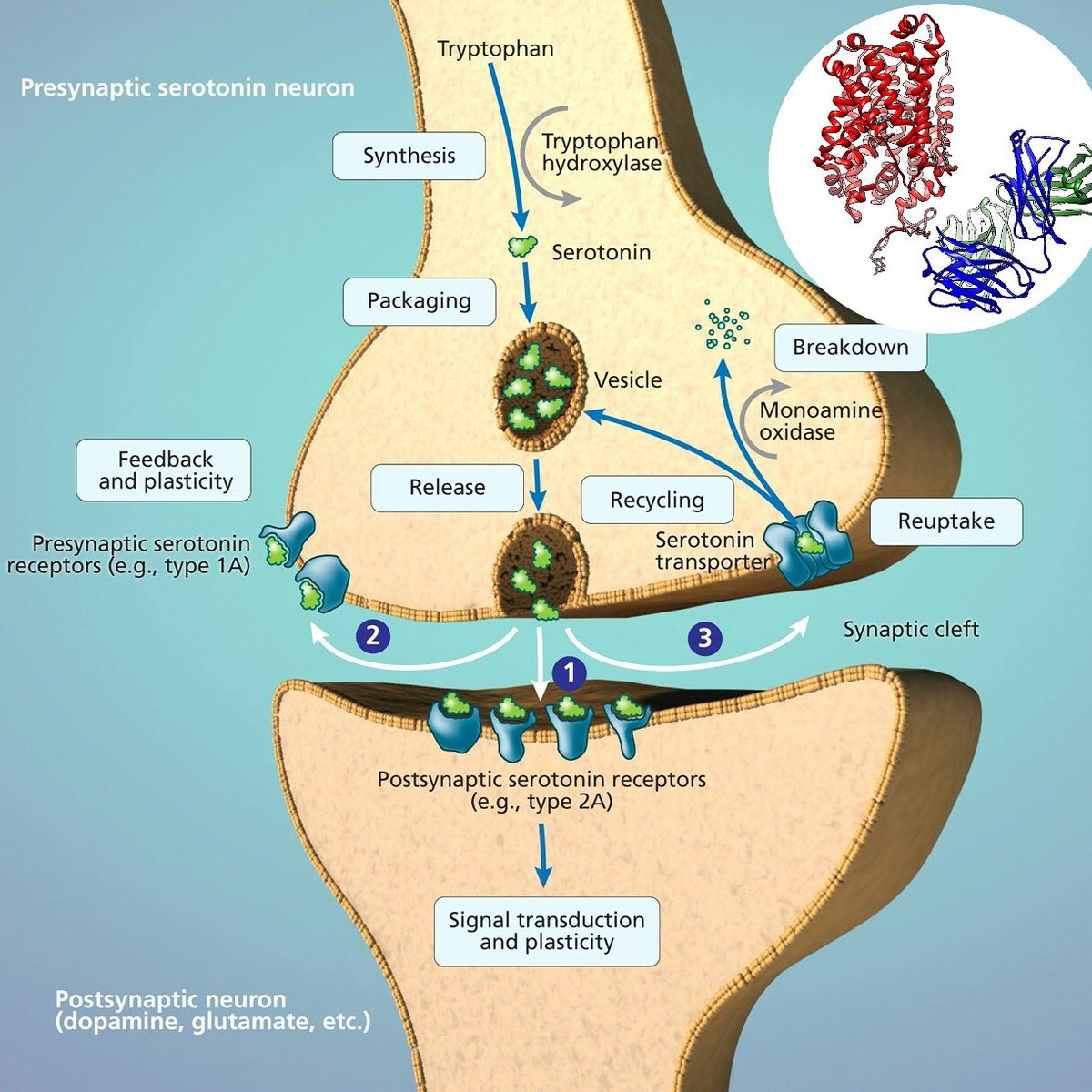 Brain Scan Study Adds to Evidence That Lower Brain Levels of Serotonin ...