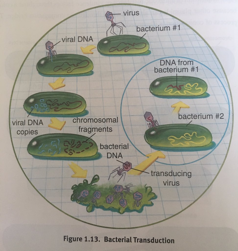 Bacterial Trunsduction