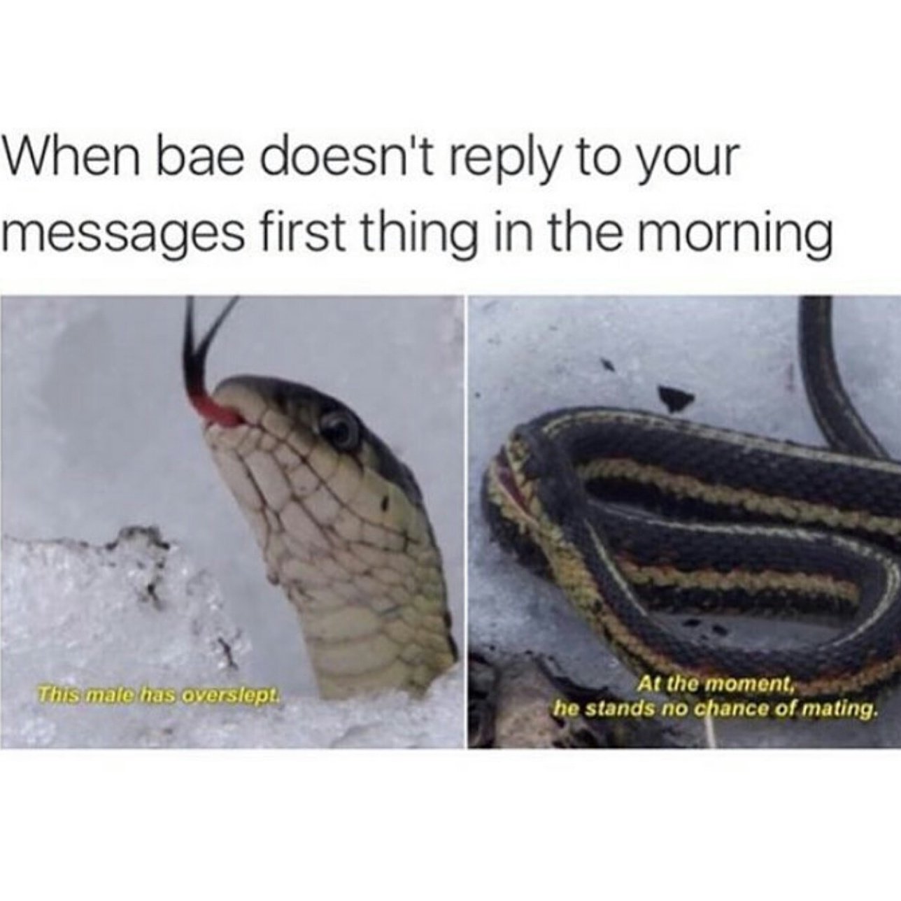 Good Morning Snake Memes Funny Good Morning Memes 22 02 22 2023