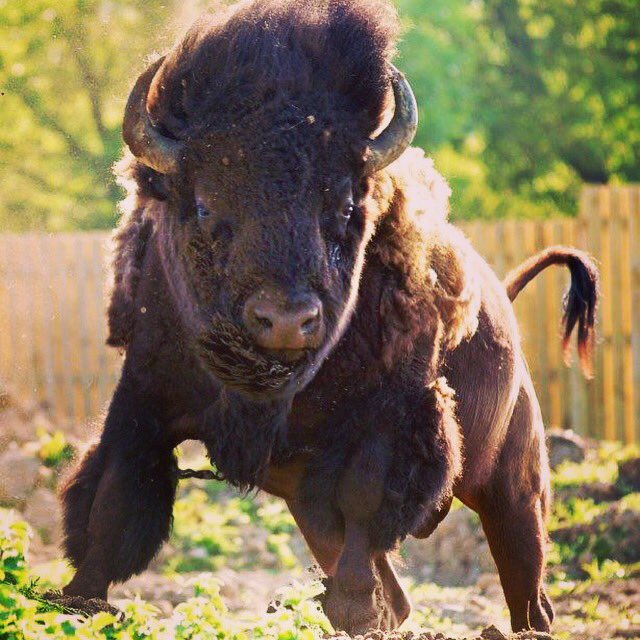 Angry Bison Face