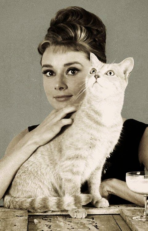 Audrey Hepburn Cat