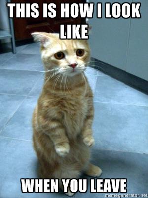 Sad Goodbye Cat Meme
