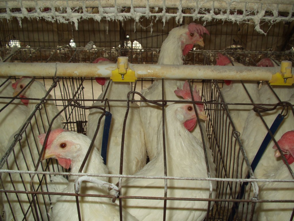 Chickens are among the most abused animals on earth, forced to endure ...
