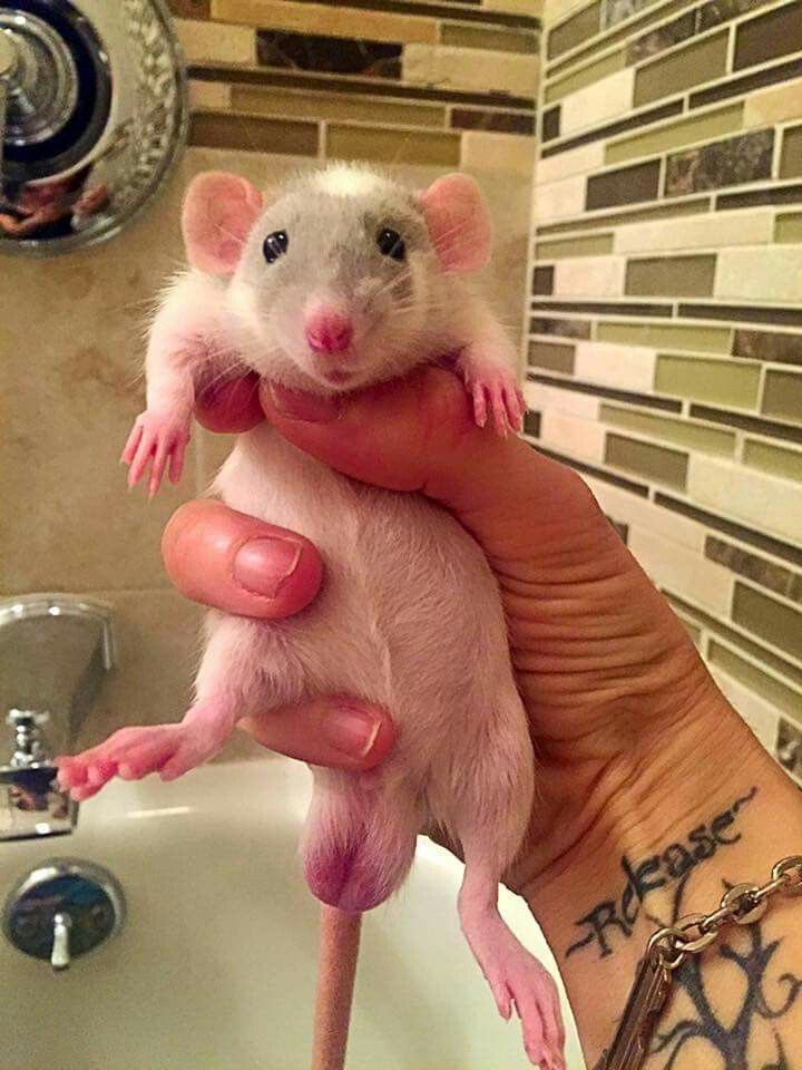 Early Aegis Vulcan ship concept : r/starcitizen